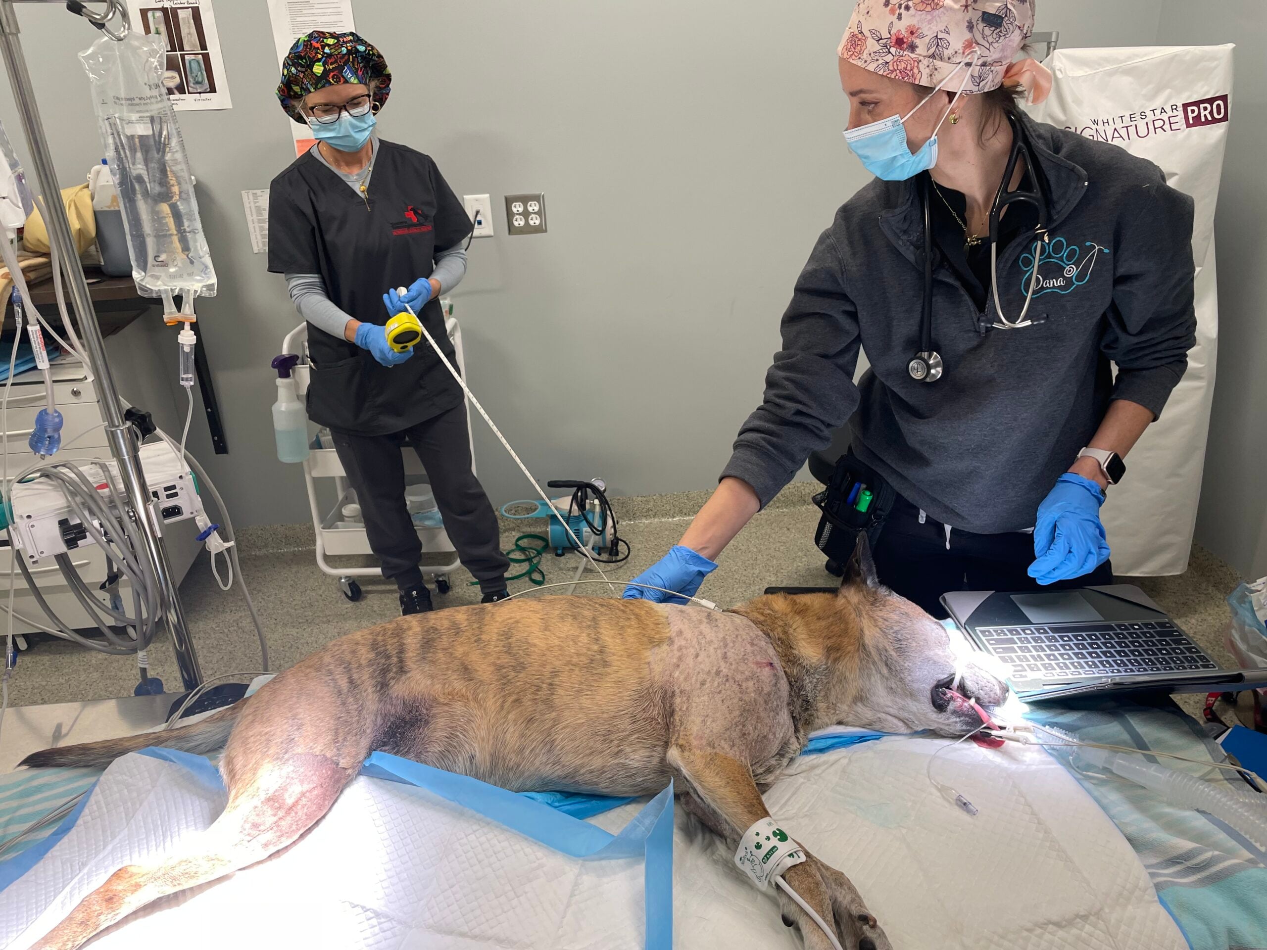 Allentown vet becomes 100th site to offer new arthritis treatment for dogs